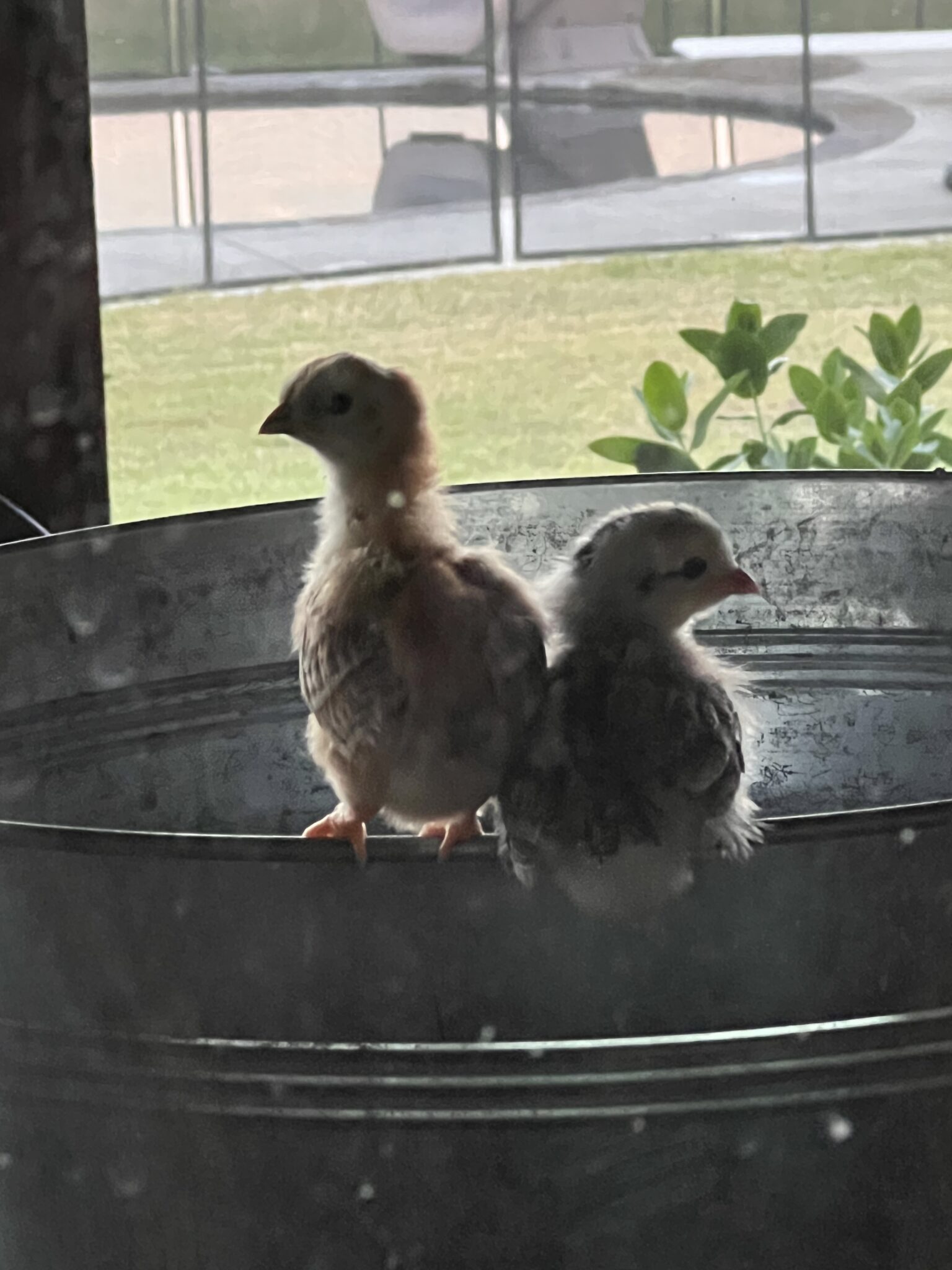 So You Want Chickens? Here’s What You Actually Need to Know – Chaotic ...